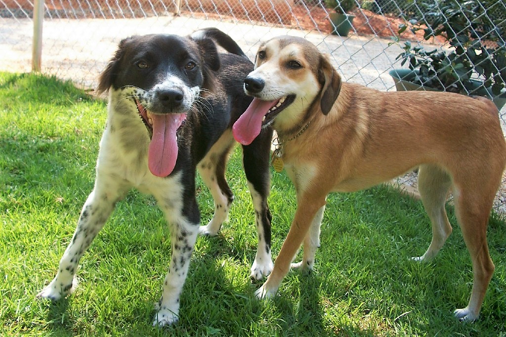 Home [www.kennelina.com]