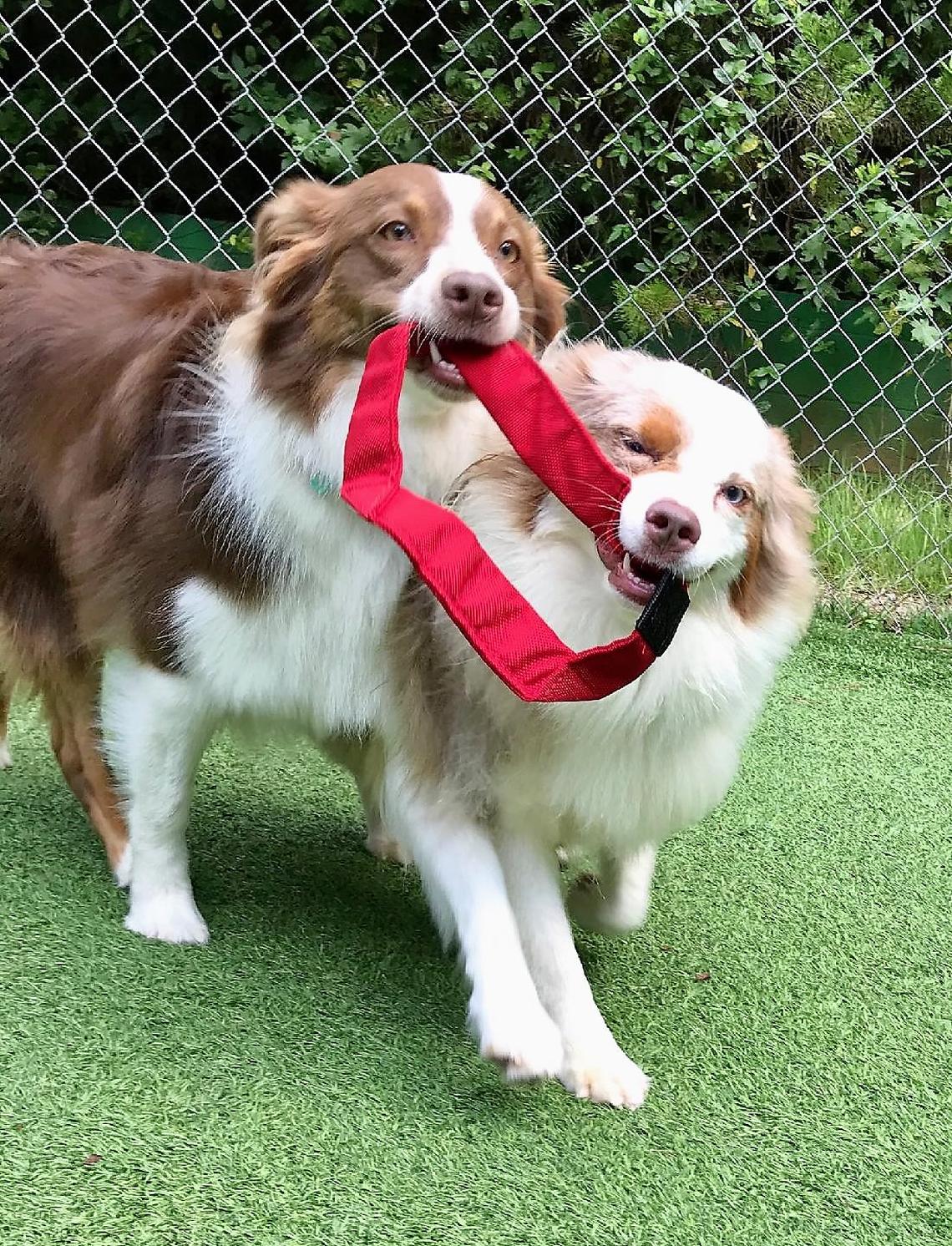 Home [www.kennelina.com]